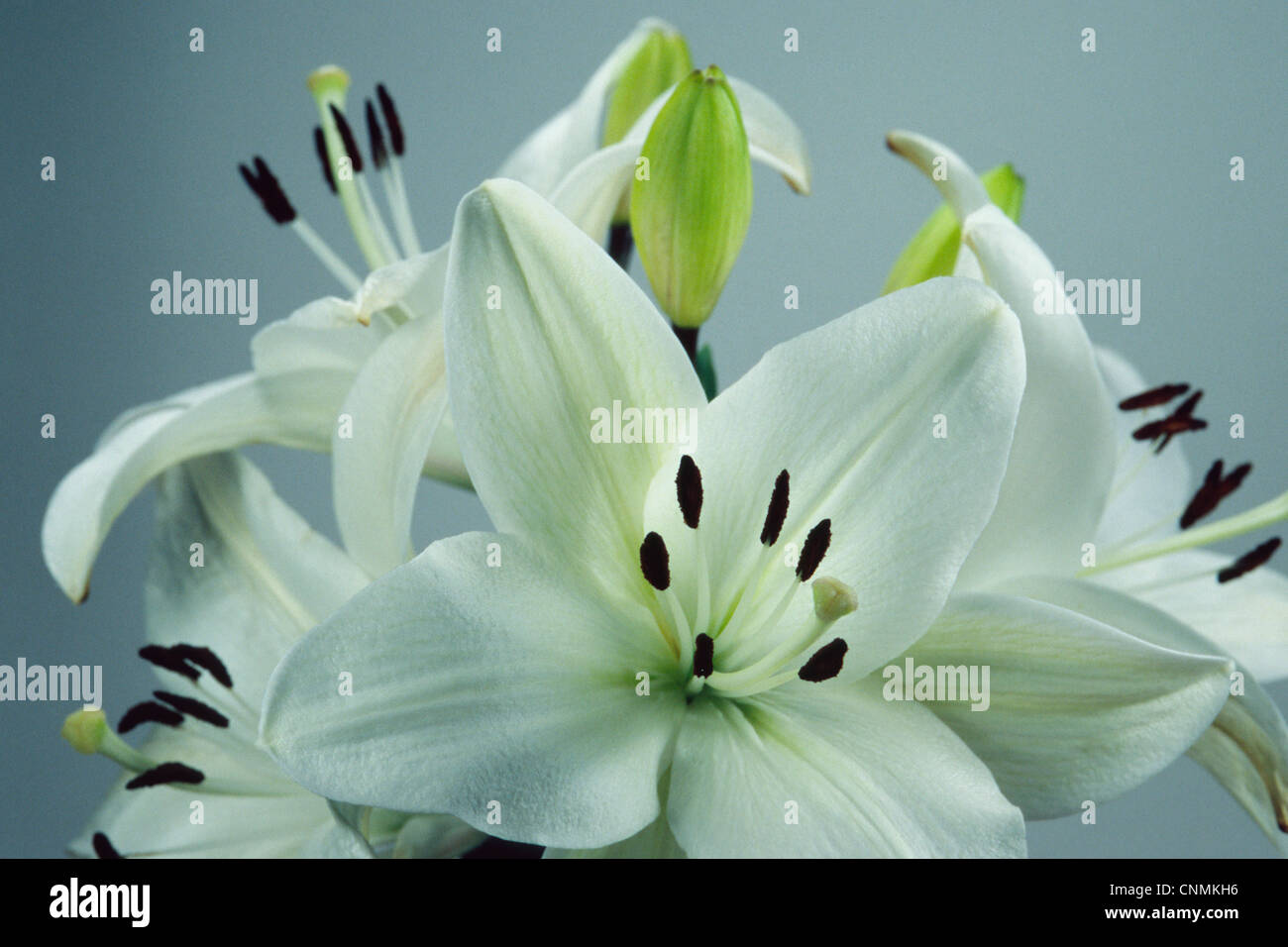 White Lilly Flower Stock Photo - Alamy