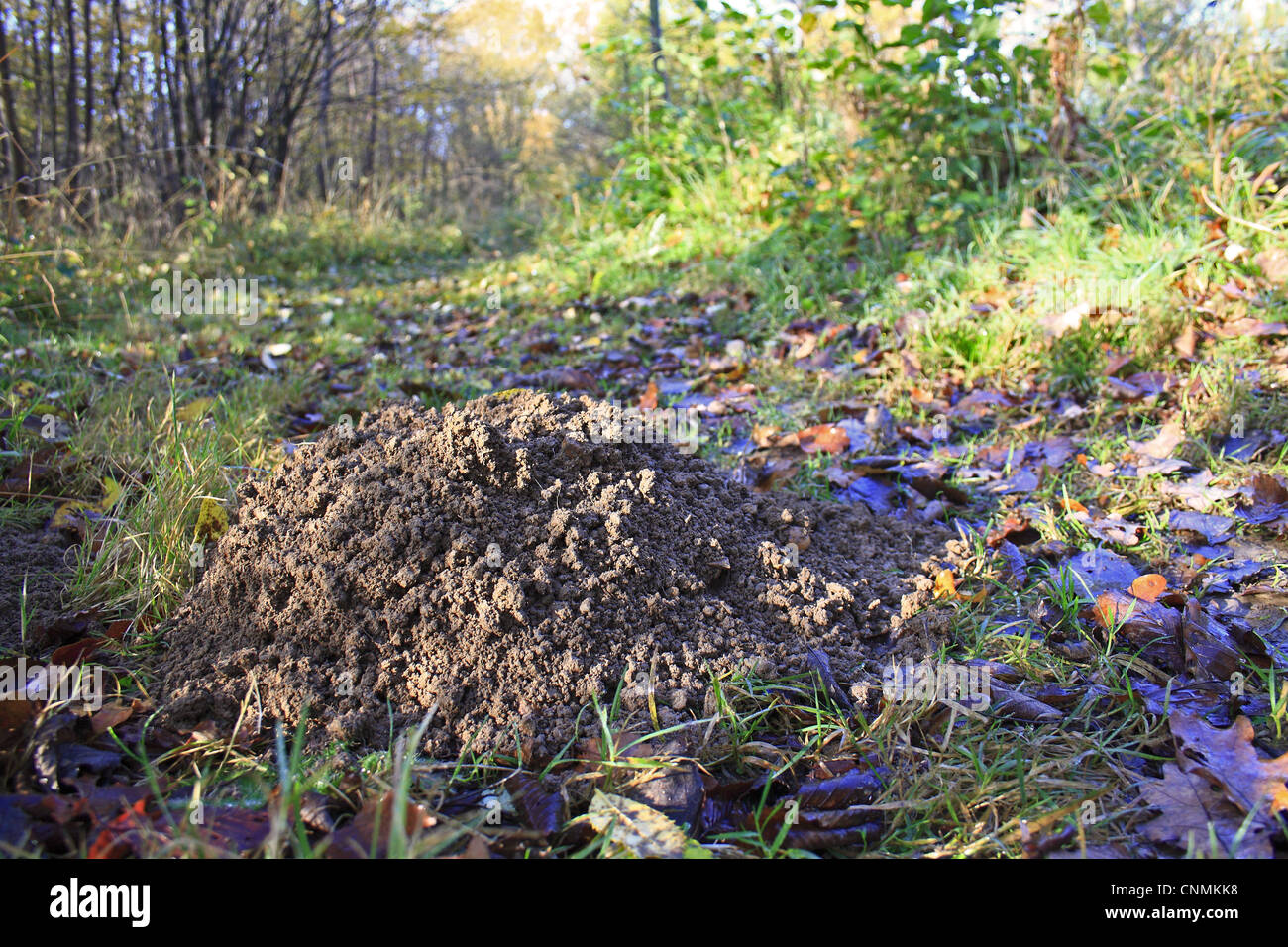 European Mole Talpa europaea molehill path ancient coppiced woodland ...
