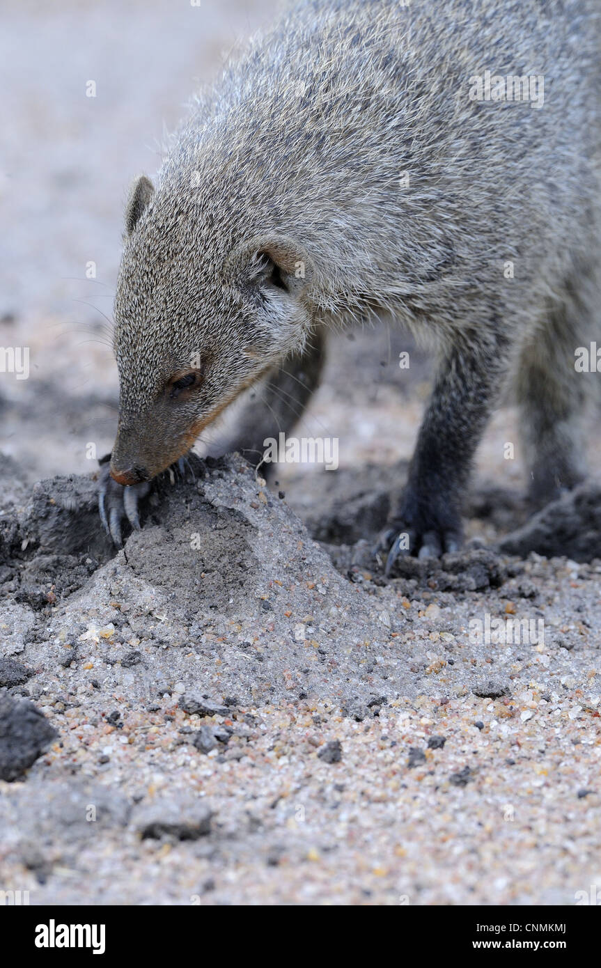 Banded Mongoose (Mungos mungo) adult, digging for food, Masai Mara ...