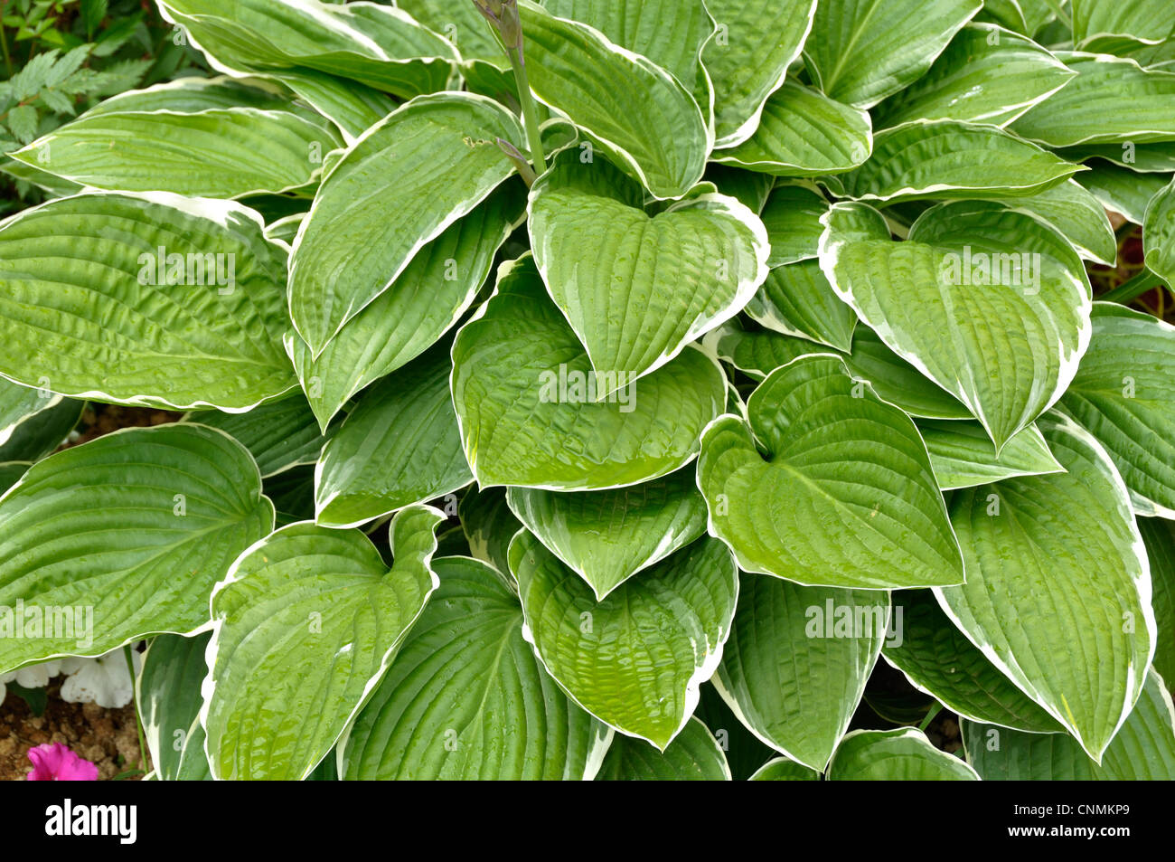 Hosta crispula in june Stock Photo - Alamy