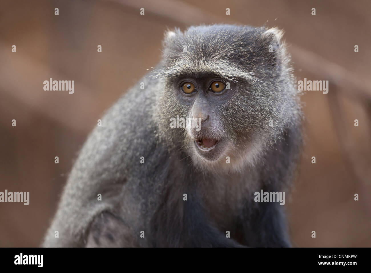 Blue Monkey (Cercopithecus mitis) adult, with mouth open, close-up of ...