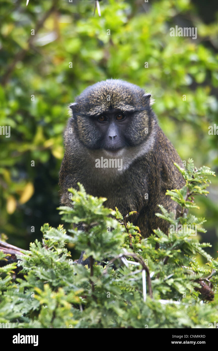 Allen's Swamp Monkey (Allenopithecus nigroviridis) adult, sitting in ...