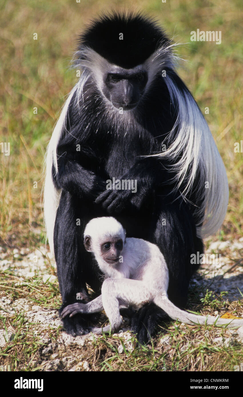 Angolan Colobus (Colobus angolensis) adult female with baby, sitting on ...