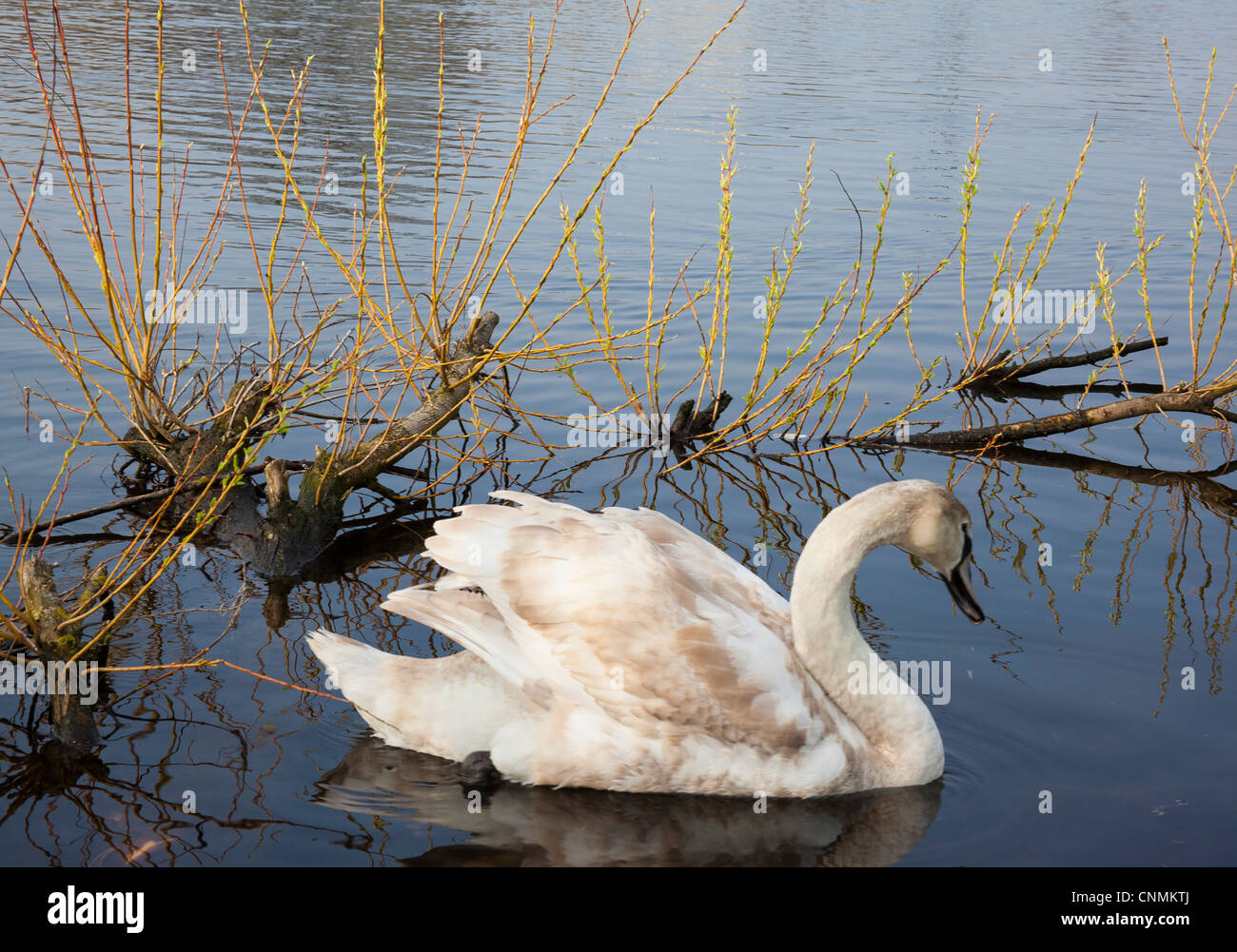 Cygnet river hi-res stock photography and images - Alamy