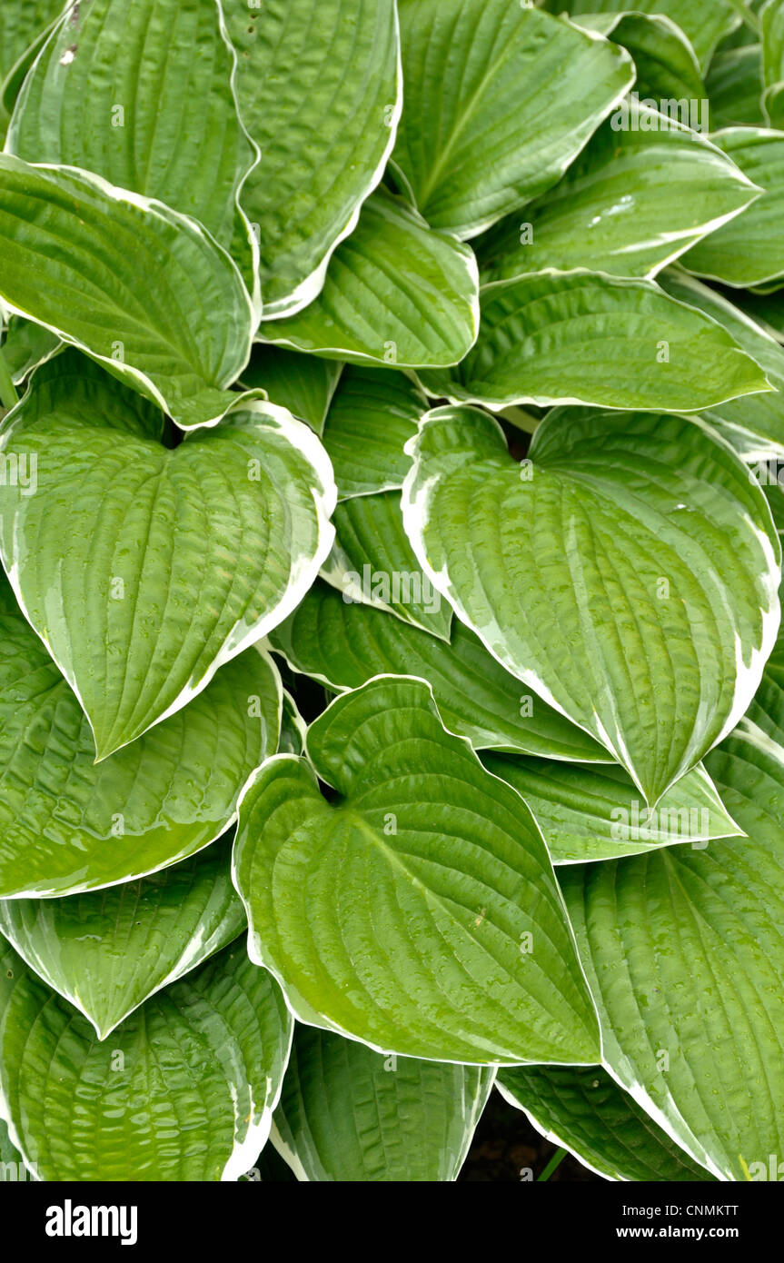 Bordure of leaves hi-res stock photography and images - Alamy