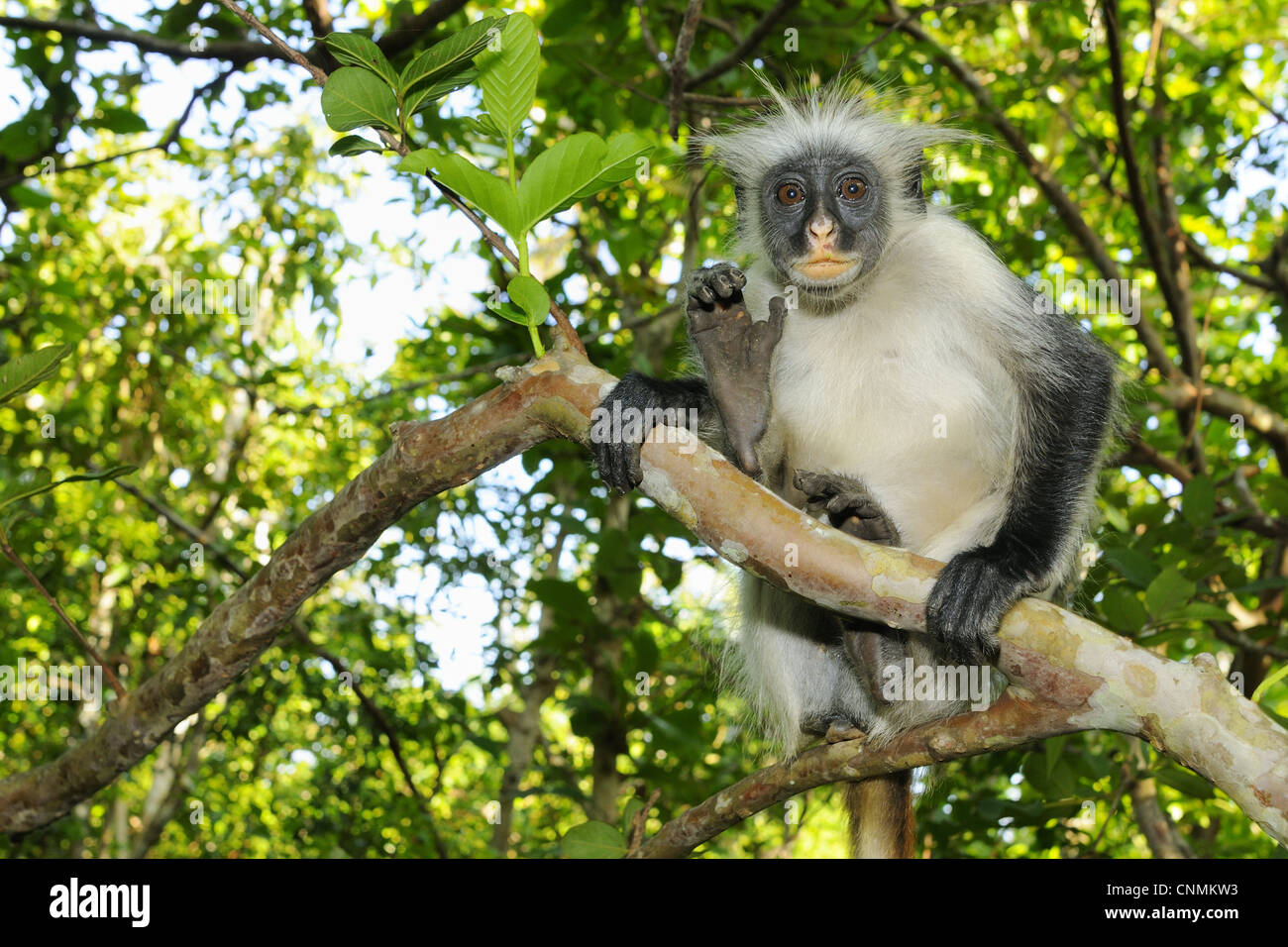 Zanzibar Red Colobus (Procolobus kirkii) immature, sitting on branch in ...