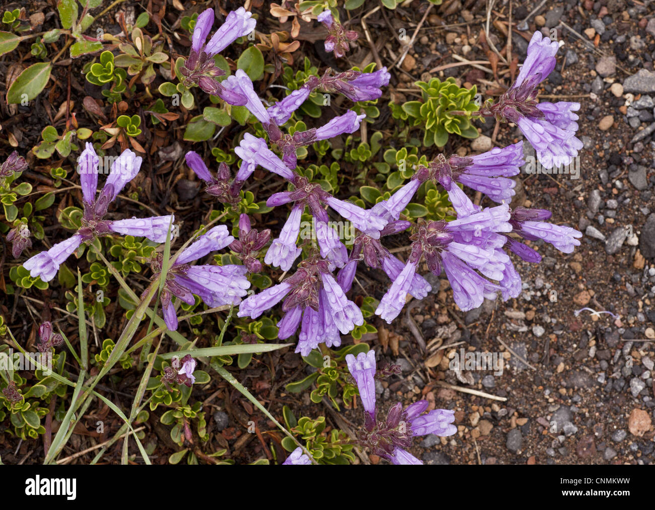 Davidson's Penstemon Penstemon davidsonii flowering just after snow ...