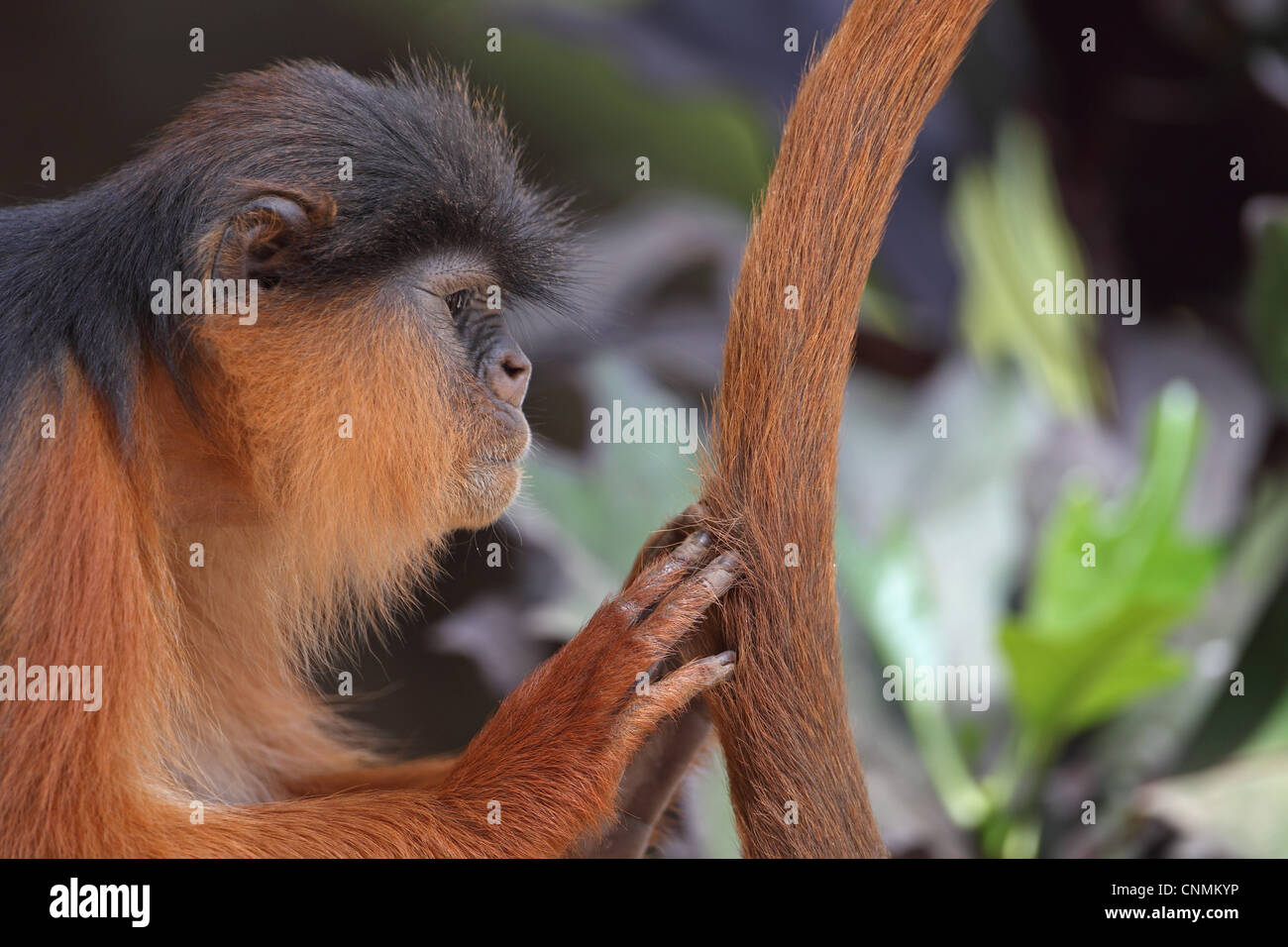 Western Red Colobus (Procolobus badius) adult, close-up of head ... Western Red Colobus (Procolobus badius) adult, close-up of head ...