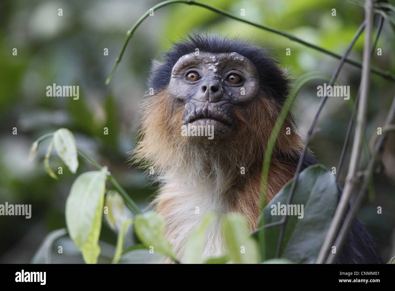Western Red Colobus (Procolobus badius) adult, close-up of head ... Western Red Colobus (Procolobus badius) adult, close-up of head ...
