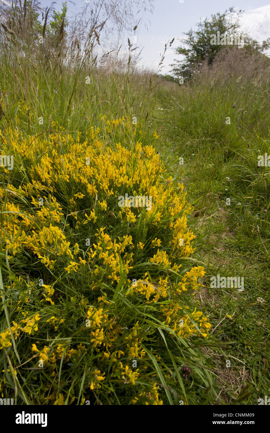 Dyer's Greenweed (Genista tinctoria) flowering, Arcot, Northumberland ...