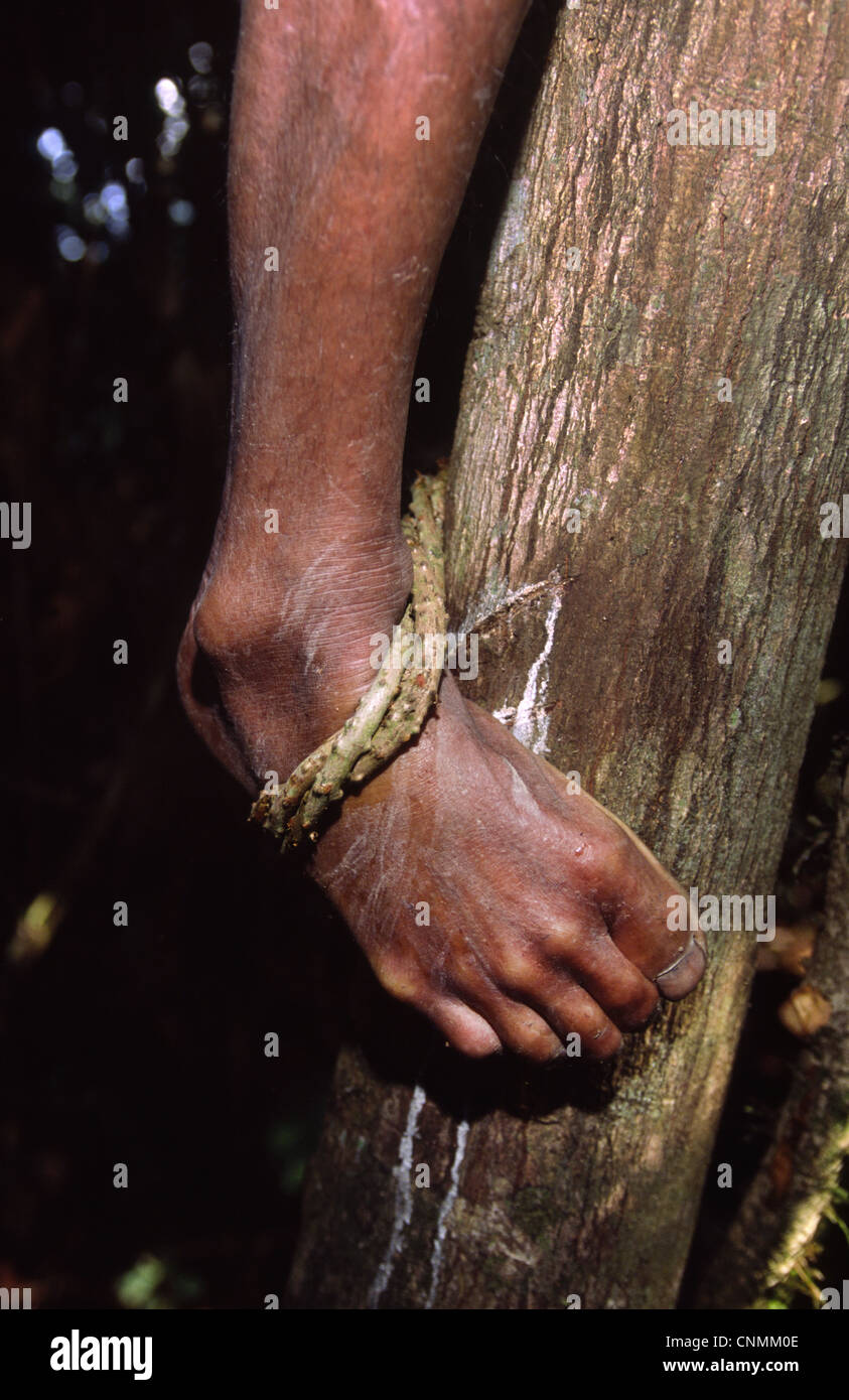 Matsés Indian man climbing tree to set animal trap. Chobayacu river ...
