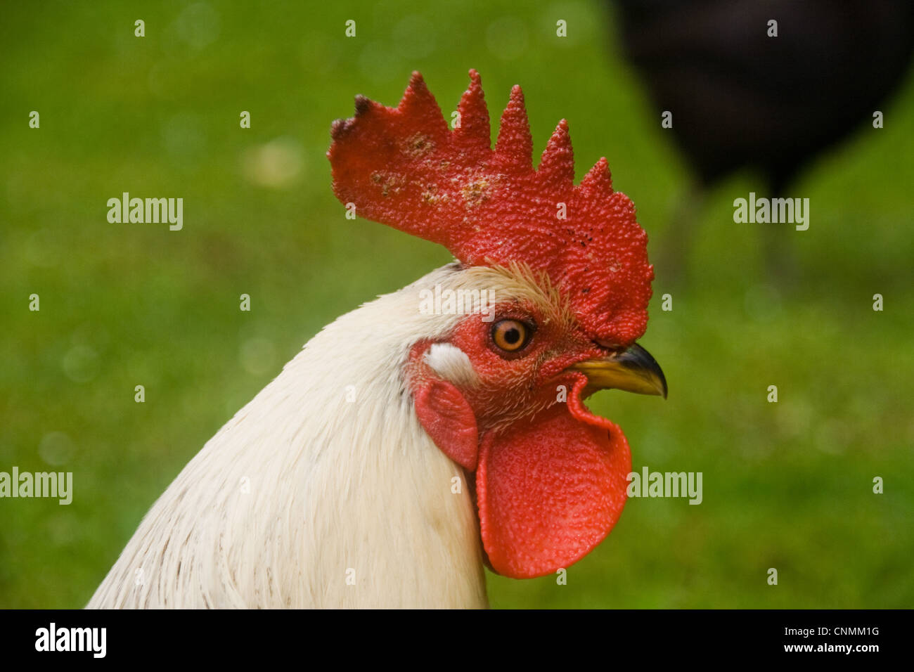 Close-up of a cockerels head Stock Photo - Alamy