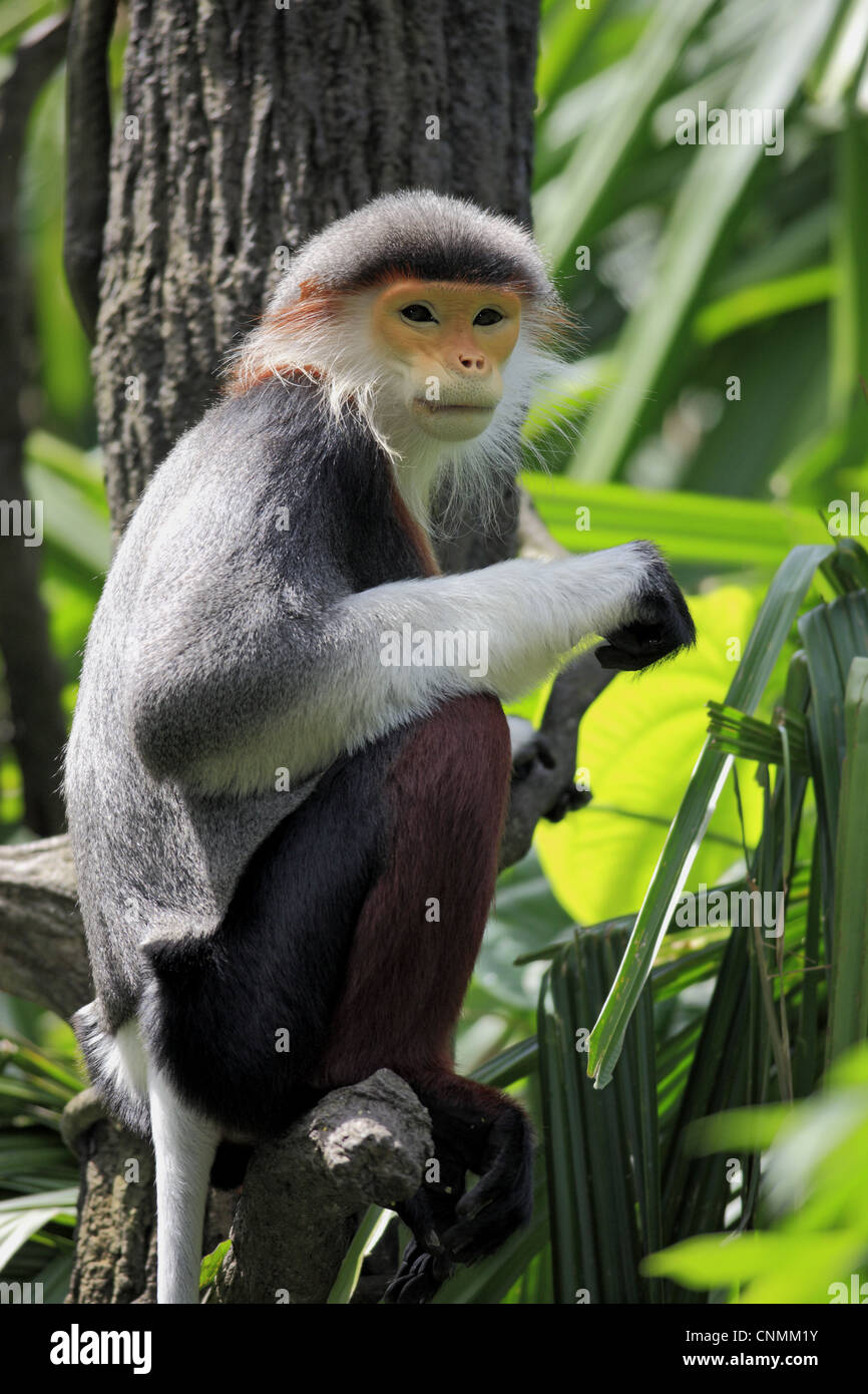 Red-shanked Douc Langur (Pygathrix nemaeus) adult, sitting in tree ...