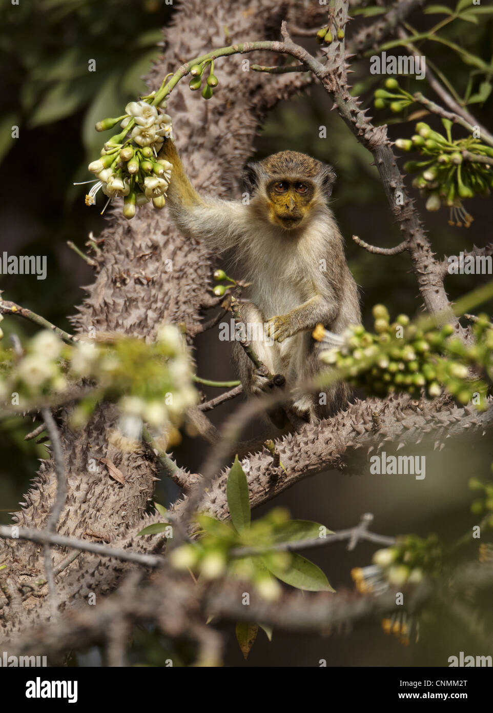 Callithrix Monkey Cercopithecus sabaeus young pollen on face feeding on ...