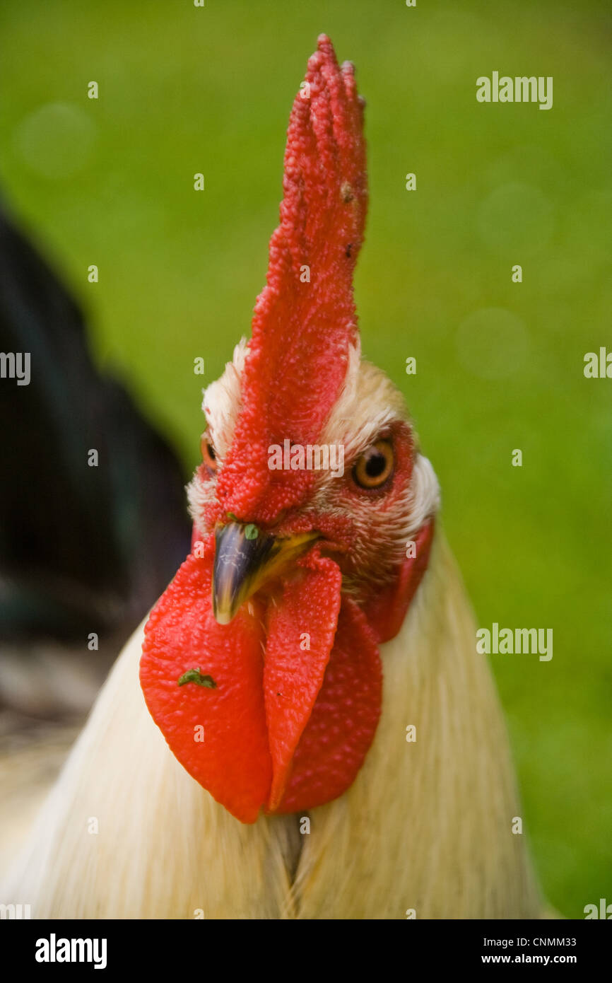 Close-up of a cockerels head Stock Photo - Alamy