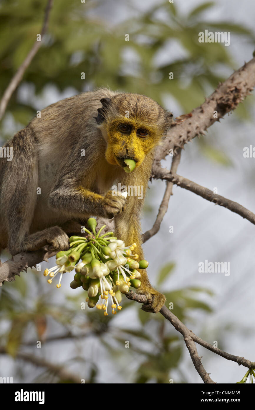 Callithrix Monkey Cercopithecus sabaeus adult pollen on face feeding on ...