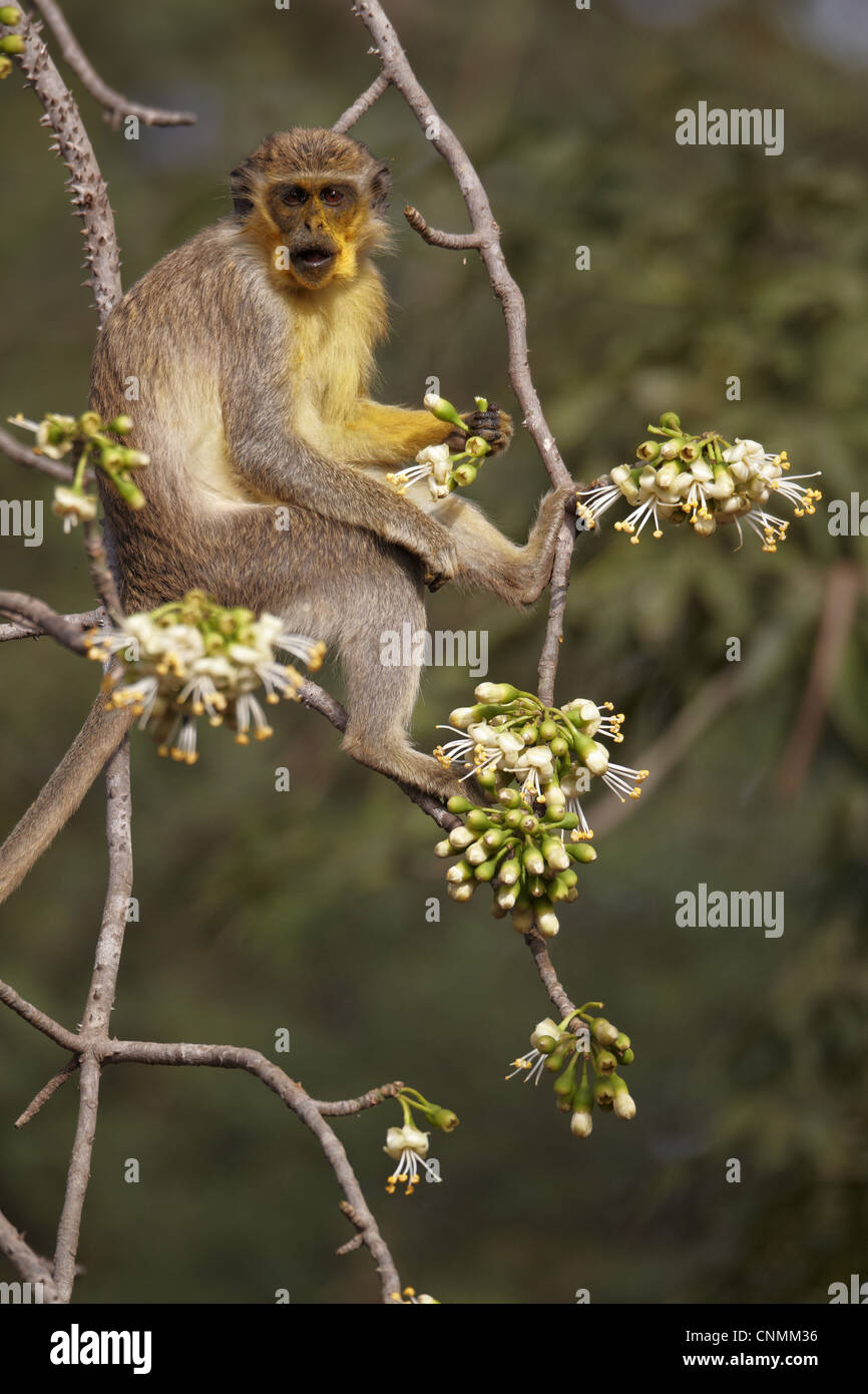 Callithrix Monkey Cercopithecus sabaeus adult pollen on face feeding on ...