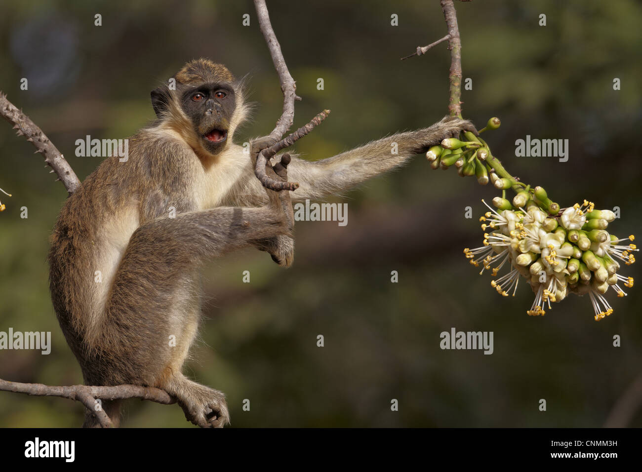 Koba tree hi-res stock photography and images - Alamy