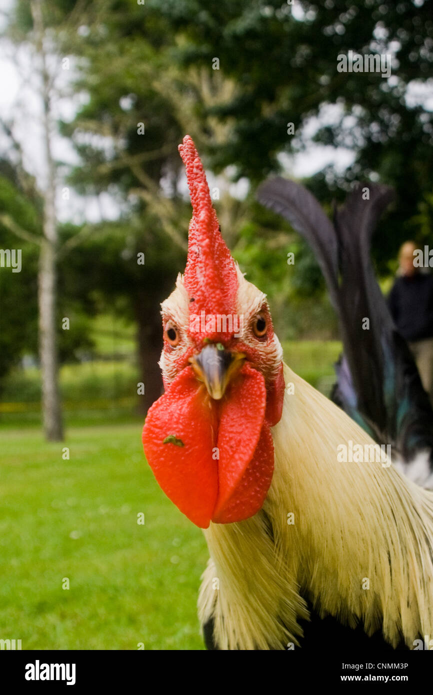 Cockerels head hi-res stock photography and images - Alamy