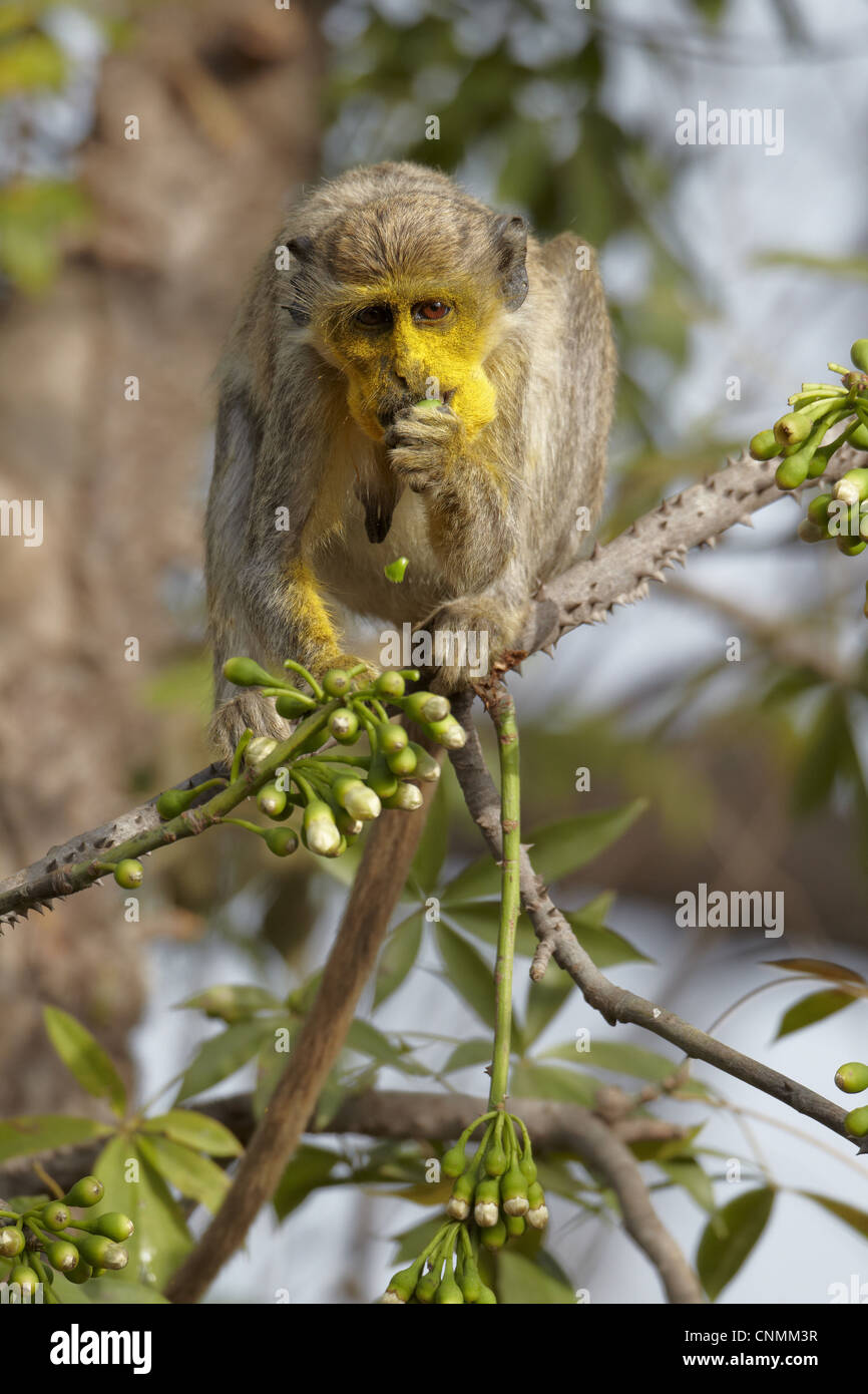 Callithrix Monkey Cercopithecus sabaeus adult female pollen on face ...
