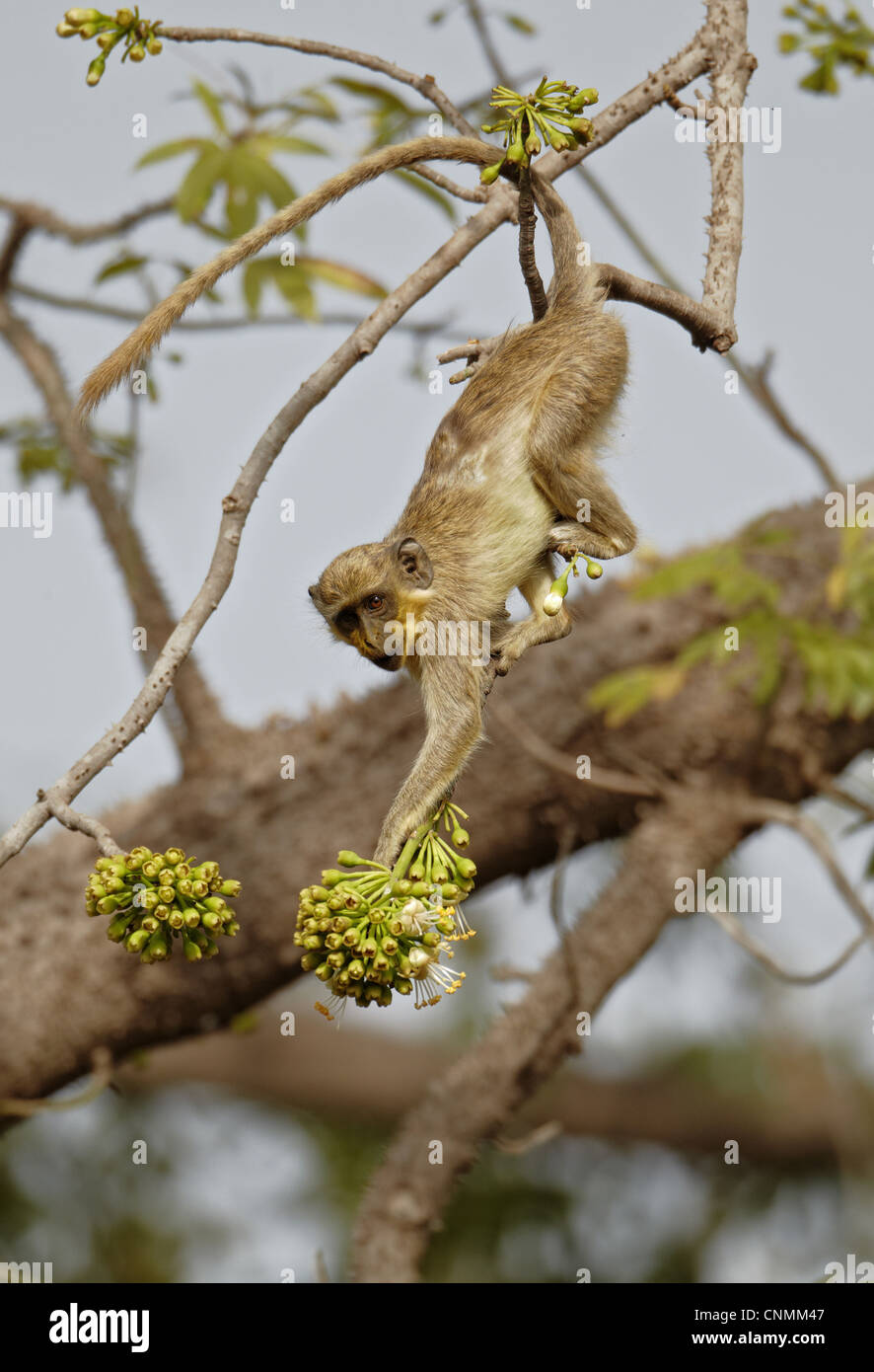 Chlorocebus sabaeus face hi-res stock photography and images - Alamy