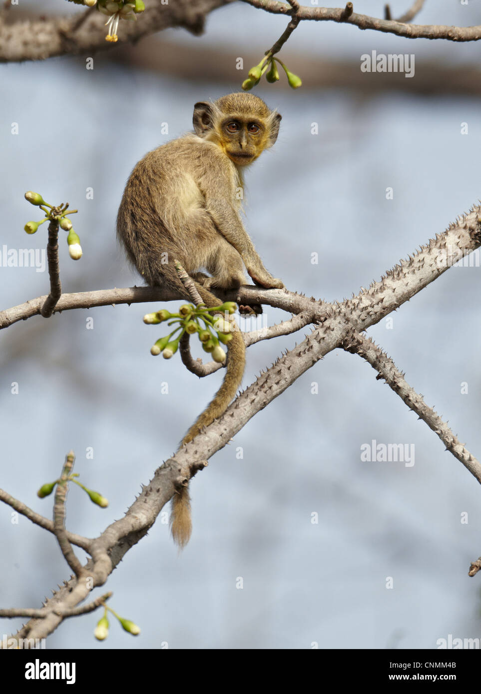 Koba Tree High Resolution Stock Photography and Images - Alamy