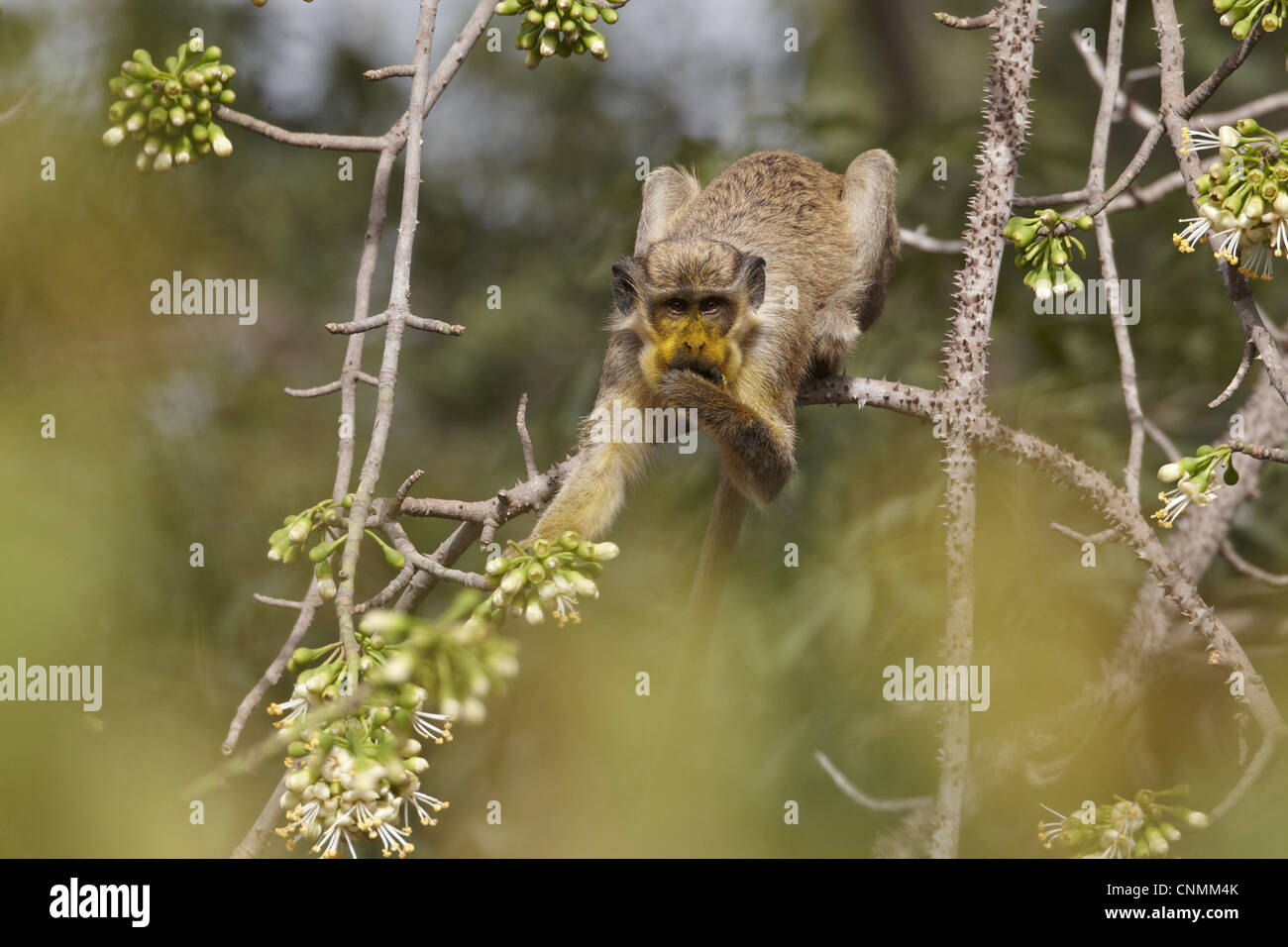 Chlorocebus sabaeus face hi-res stock photography and images - Alamy