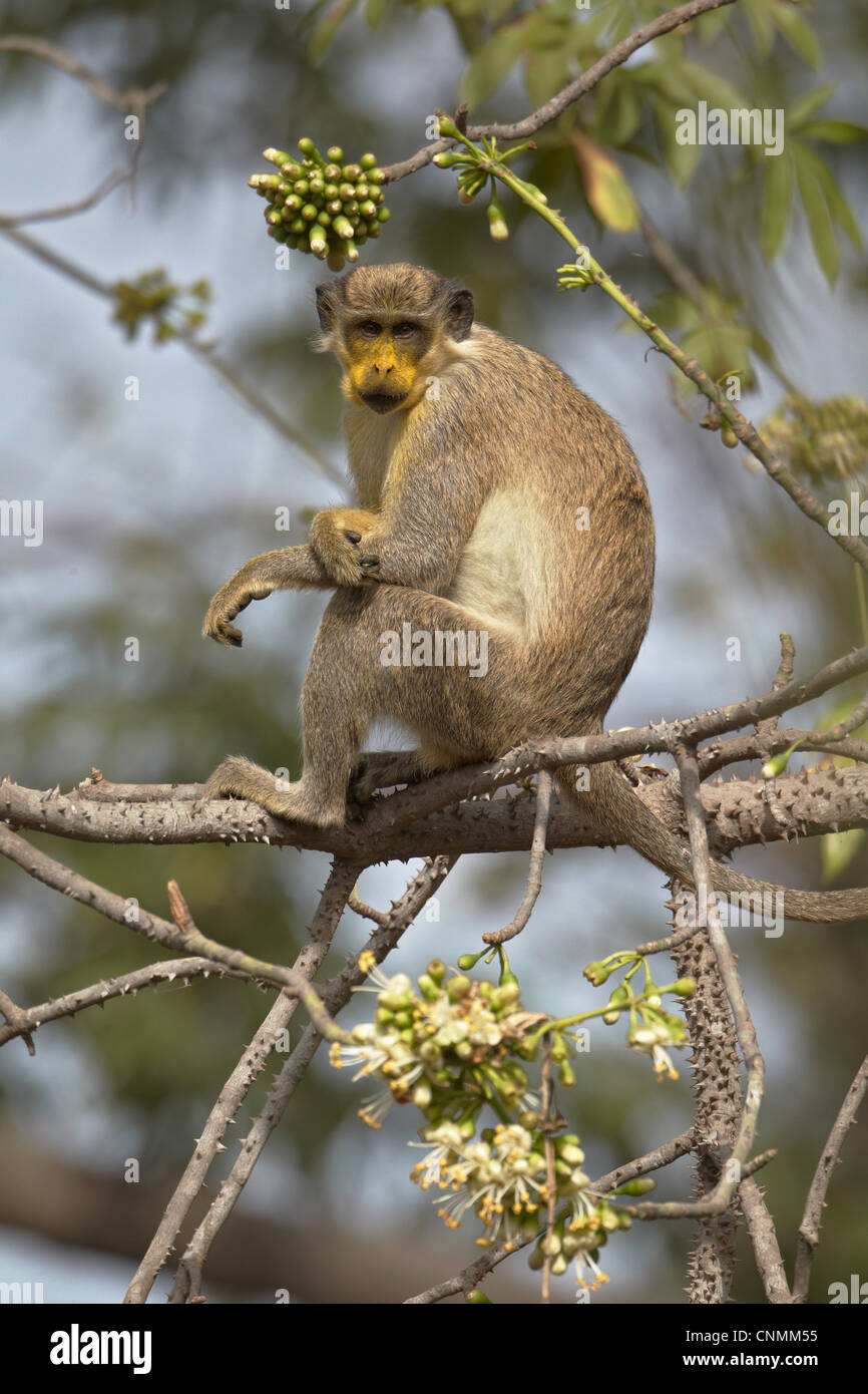 Callithrix Monkey Cercopithecus sabaeus adult pollen on face feeding on ...