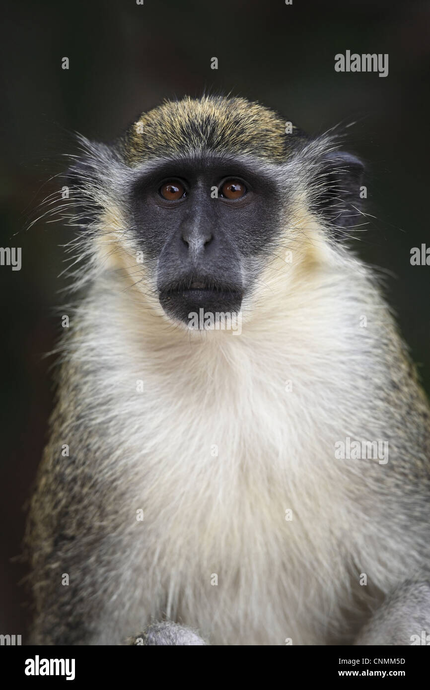 Callithrix Monkey (Cercopithecus sabaeus) adult, close-up of head ...
