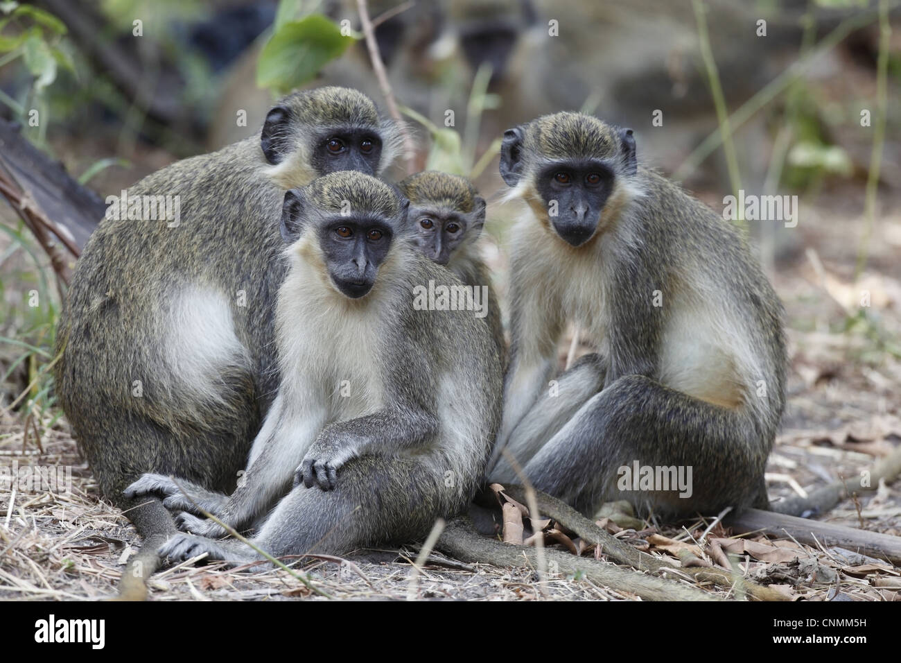 Callithrix Monkey (Cercopithecus sabaeus) adults and juveniles, sitting ...