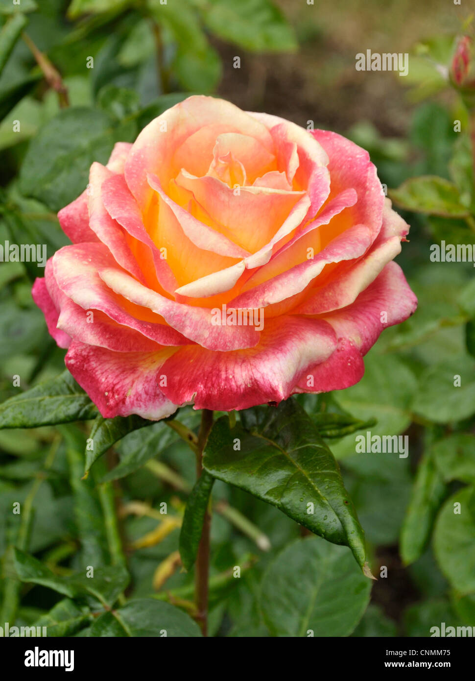 A close up of a rose (Rosa), Pullman Orient Express ( Meilland 2002 ...