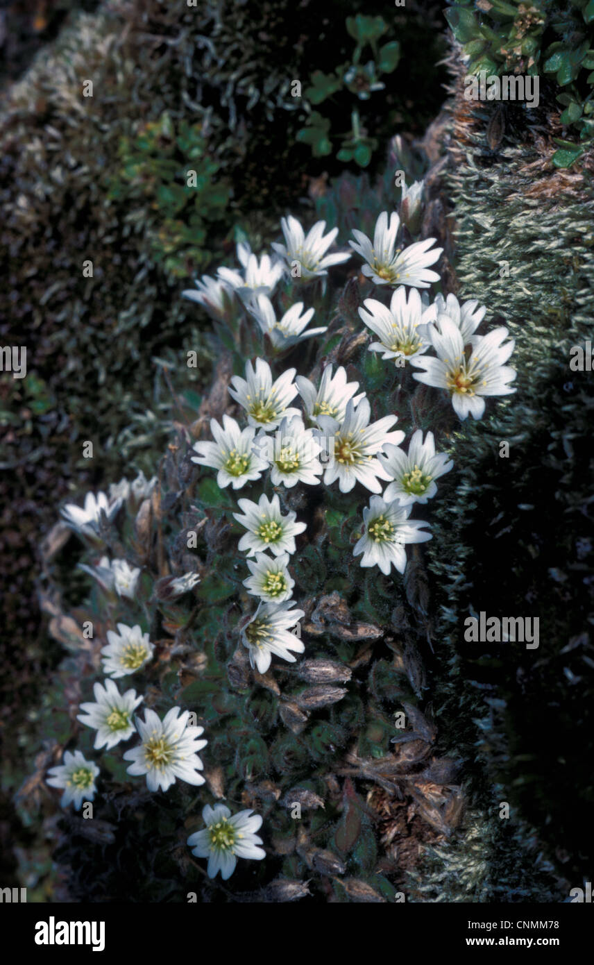 Flower - Mouse-eared Mountain (Cerastium arcticum ) Close-up of plant ...