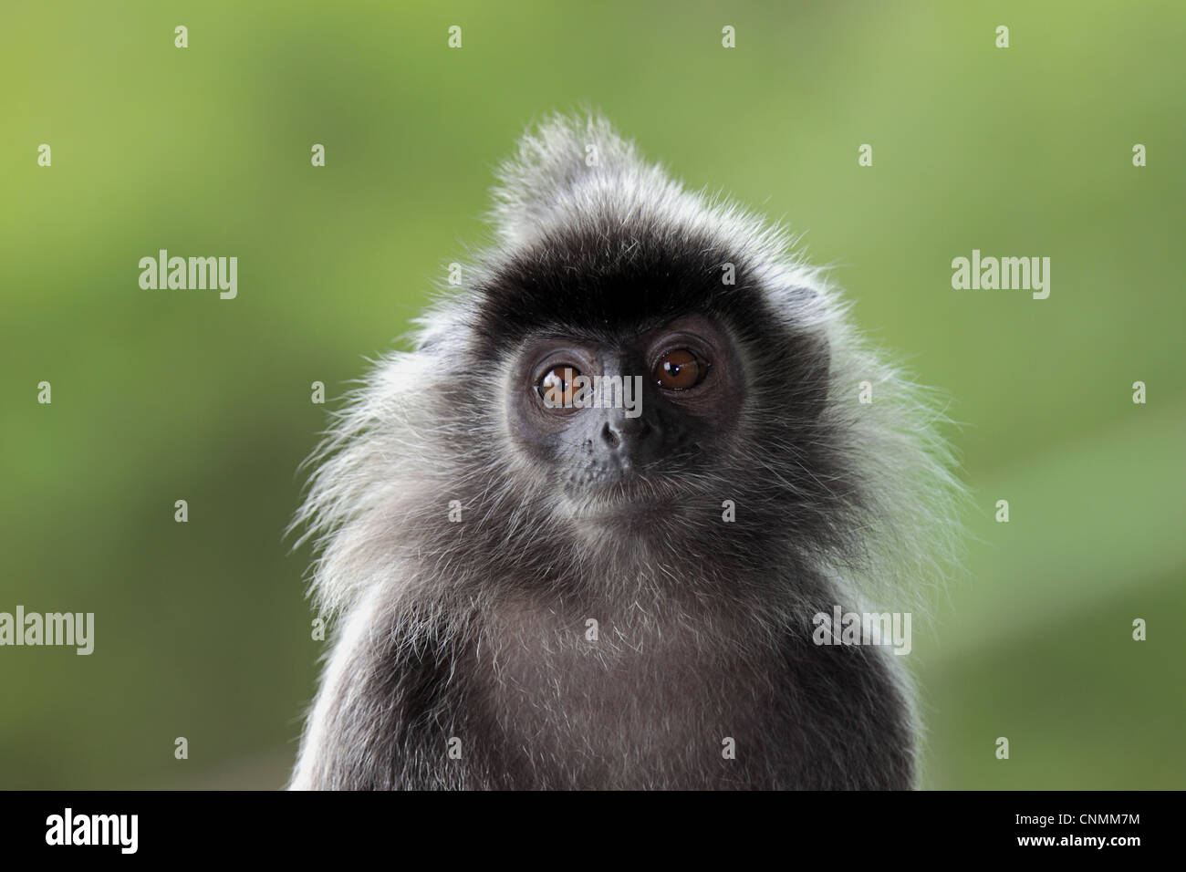 Silvered leaf monkeys trachypithecus cristatus hi-res stock photography ...