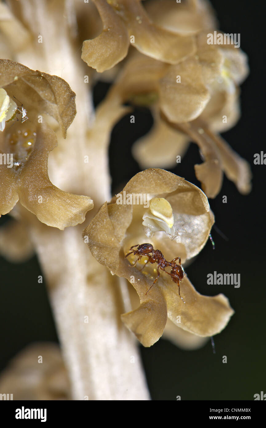 Bird's Nest Orchid (Neottia nidus-avis) close-up of flowers, with ant ...
