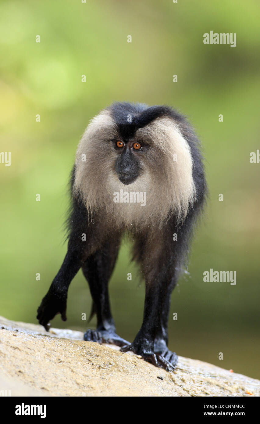 Lion-tailed Macaque (Macaca silenus) immature, with wet legs, standing ...