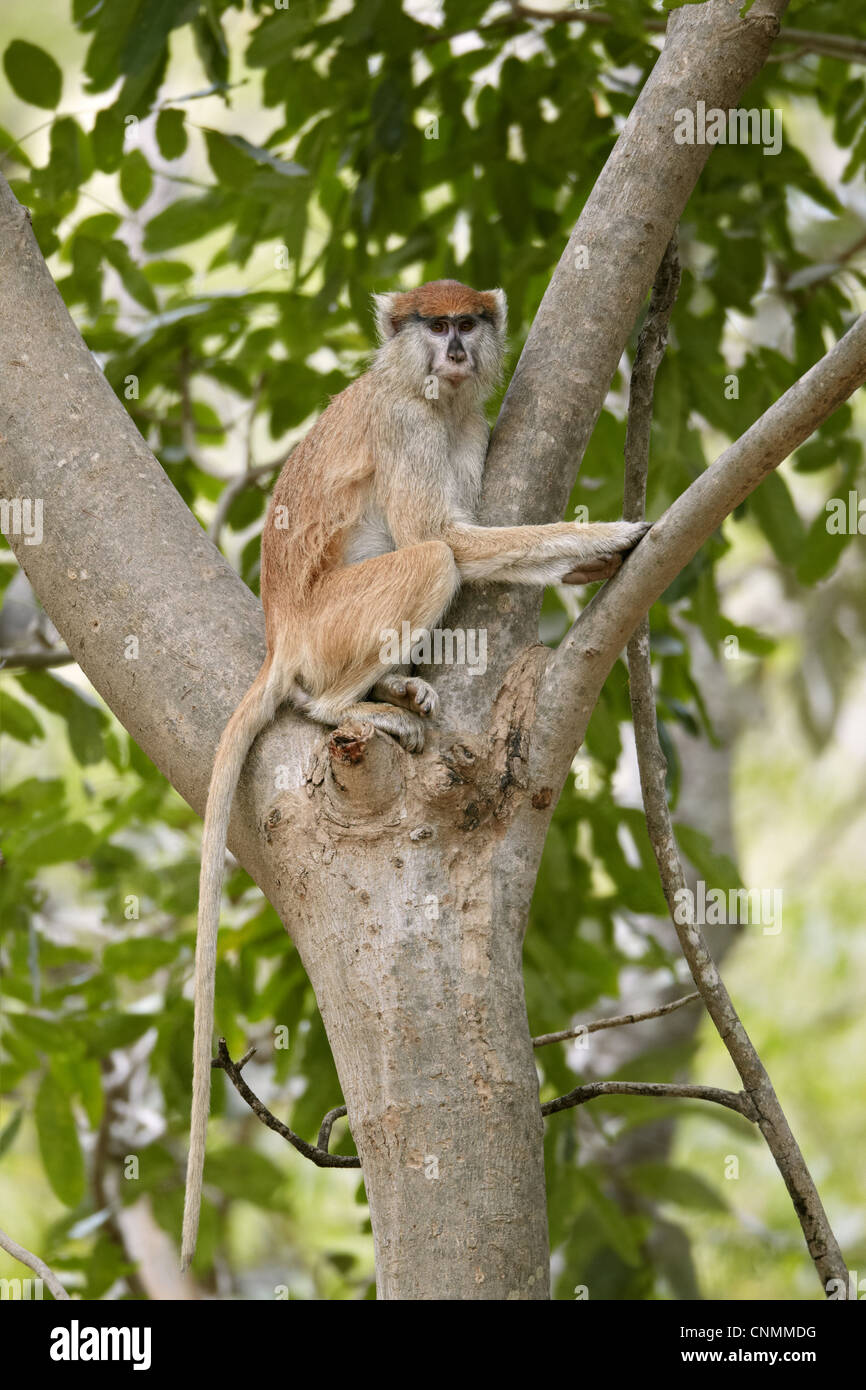 Female patas monkey hi-res stock photography and images - Alamy