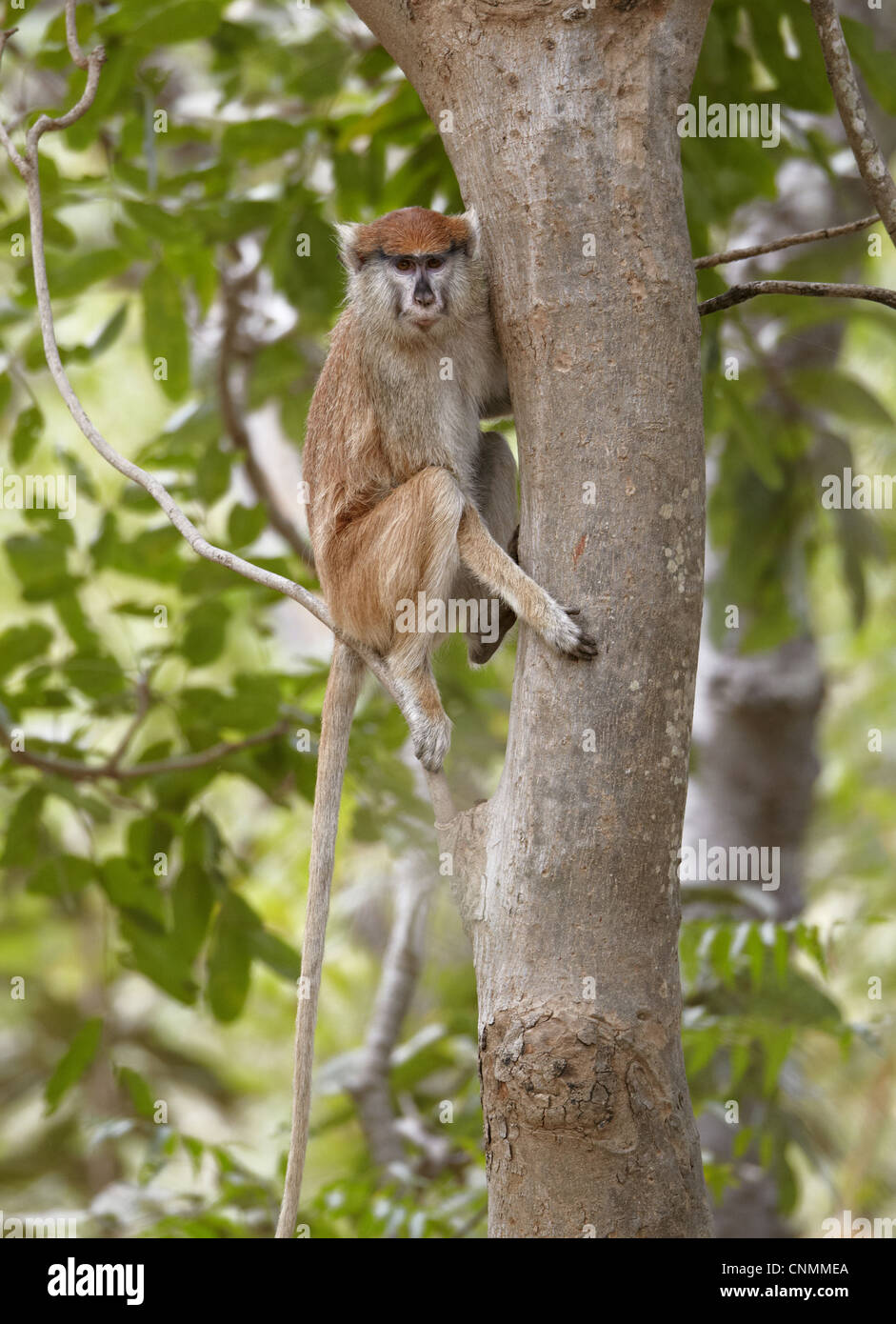 Trees in senegal west africa hi-res stock photography and images - Alamy