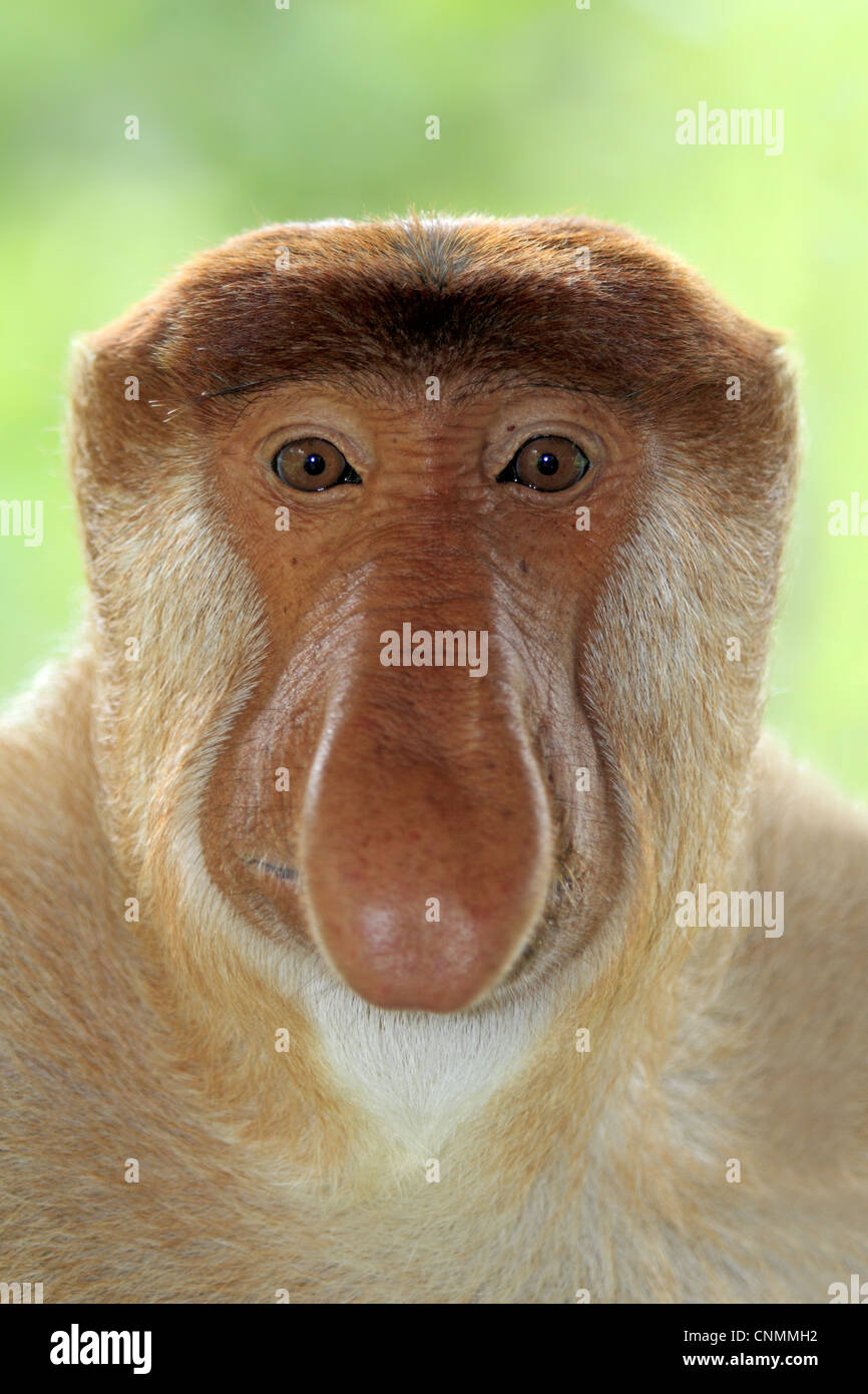 Proboscis Monkey (Nasalis larvatus) adult male, close-up of head, Labuk ...
