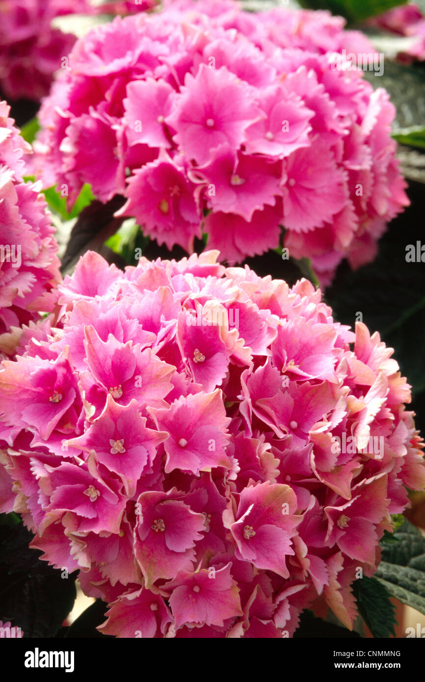 Pink Hydrangea Flowers Stock Photo - Alamy