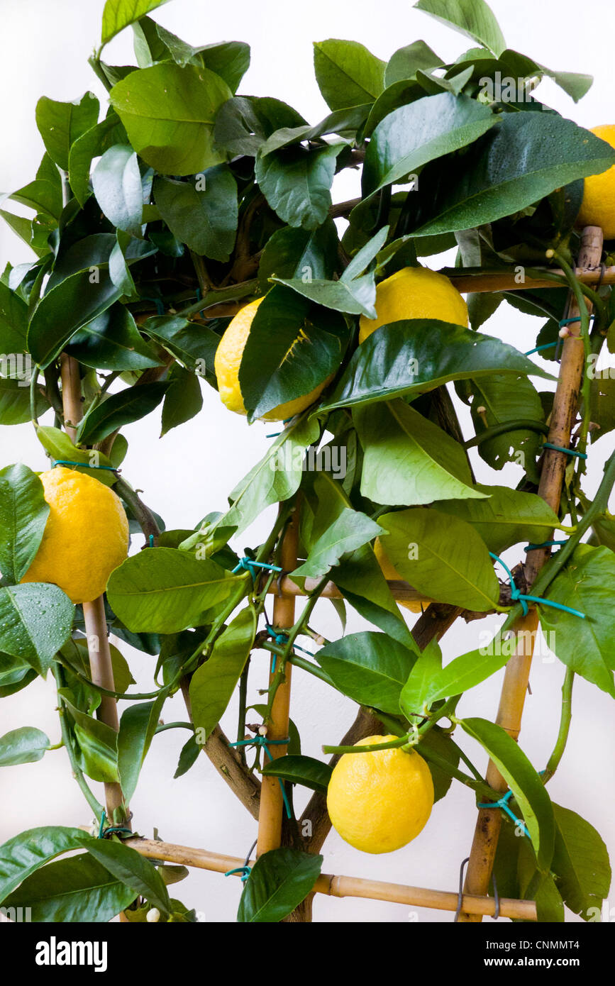 dwarf lemon plant growing indoor Stock Photo - Alamy