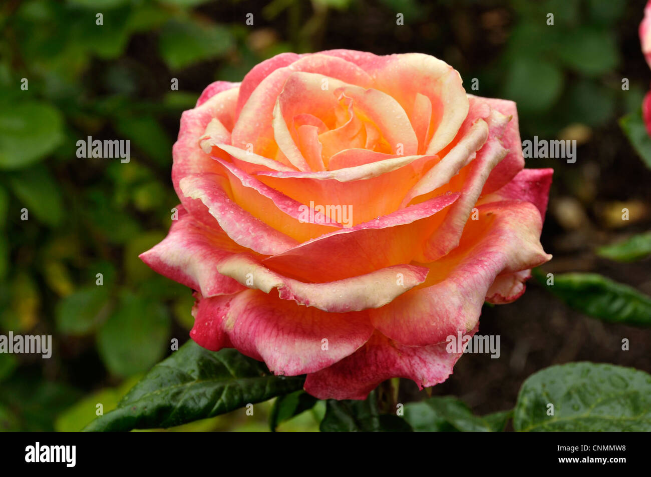 A close up of a rose (Rosa), Pullman Orient Express ( Meilland 2002 ...