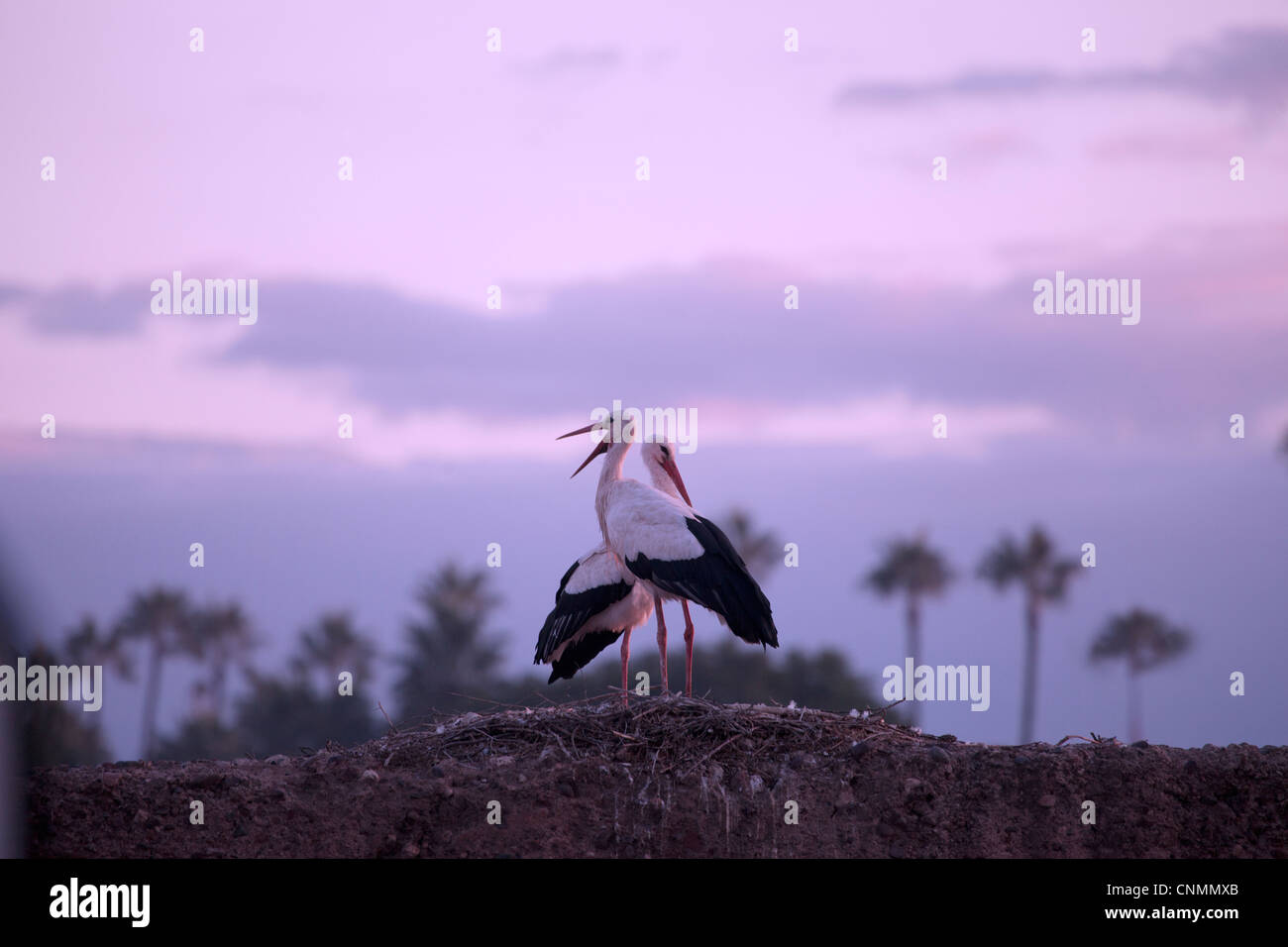 Storks on the ancient city walls of Marrakech, Morocco Stock Photo - Alamy