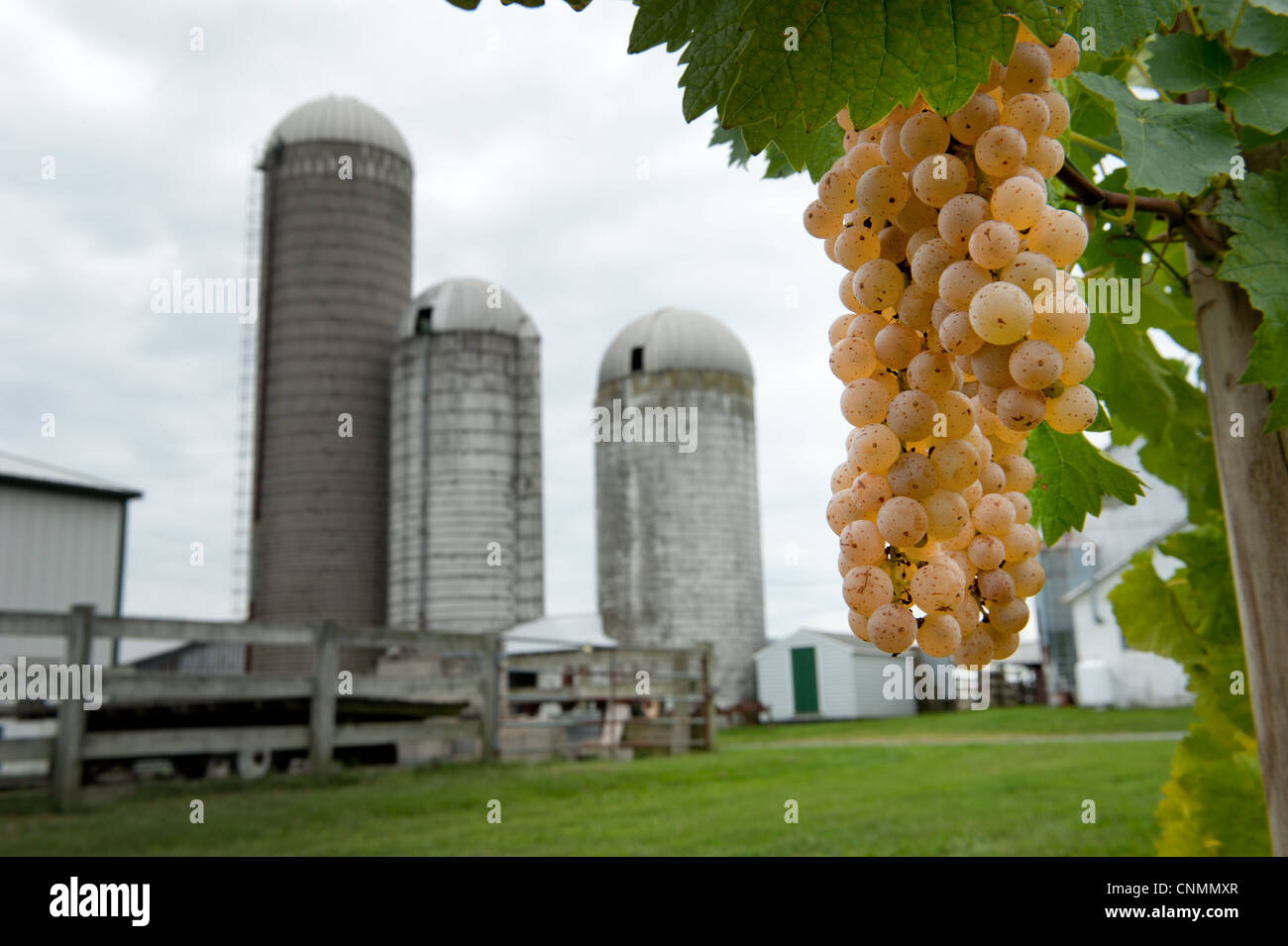 White grapes hanging from a grapevine with silos of a farm in the ...