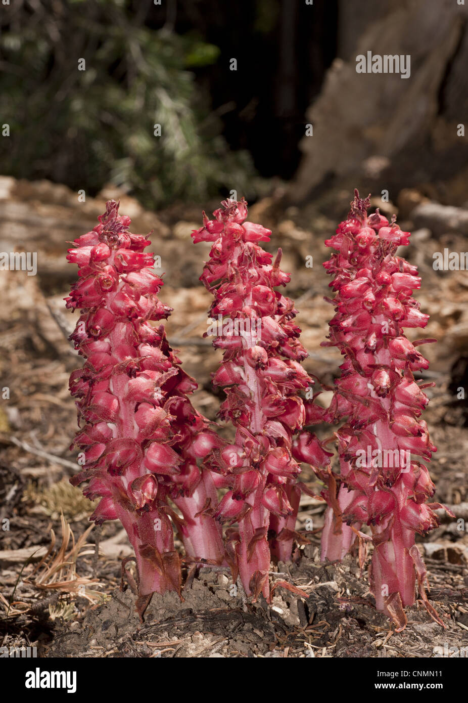 Snowplants hi-res stock photography and images - Alamy