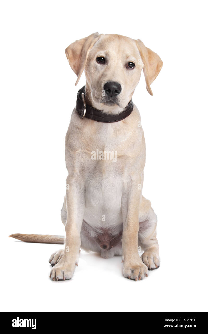 yellow Labrador in front of a white background Stock Photo - Alamy