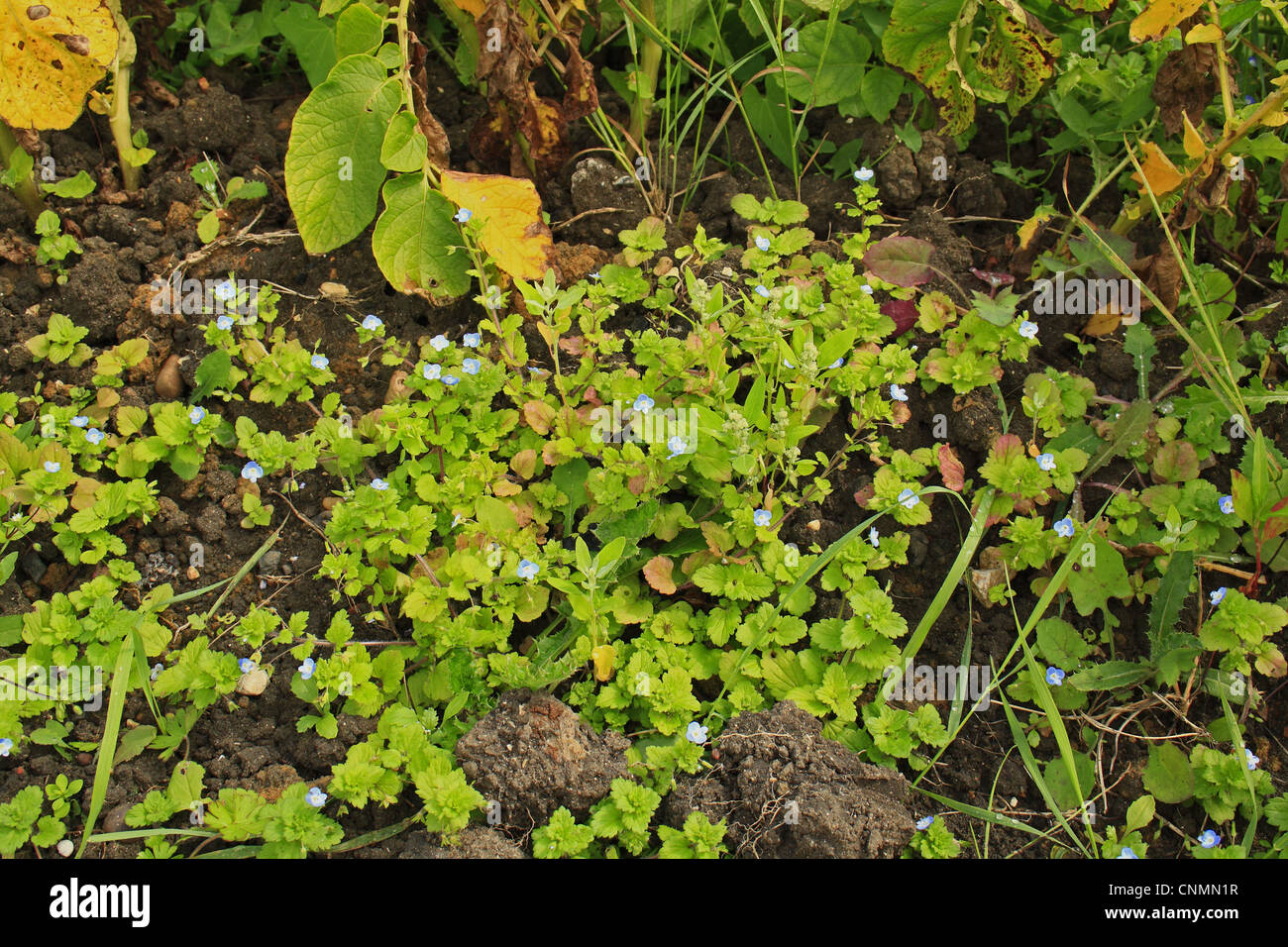 Common Field Speedwell (Veronica persica) flowering, growing as weed in ...