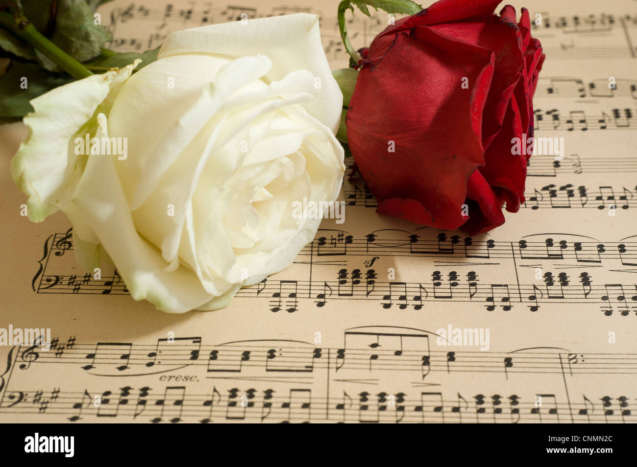 white and red rose on music sheet Stock Photo - Alamy