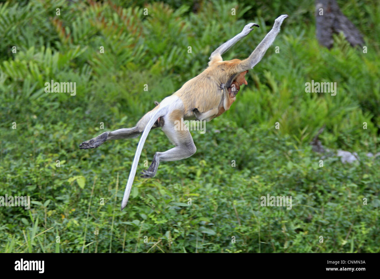 Proboscis monkey leap leaping jump jumping hi-res stock photography and ...