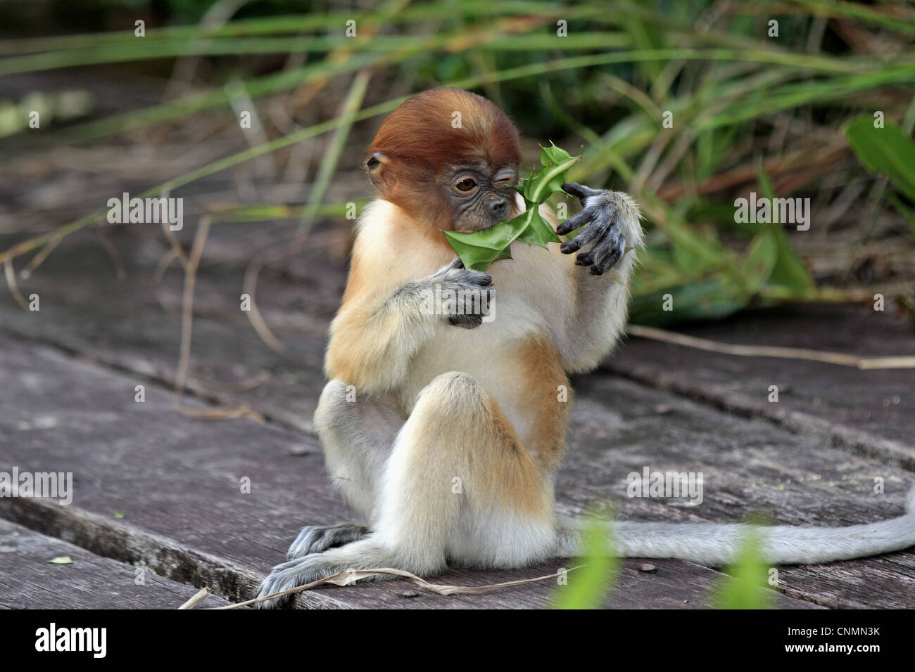 Proboscis Monkey (Nasalis larvatus) young, feeding on leaves at food ...