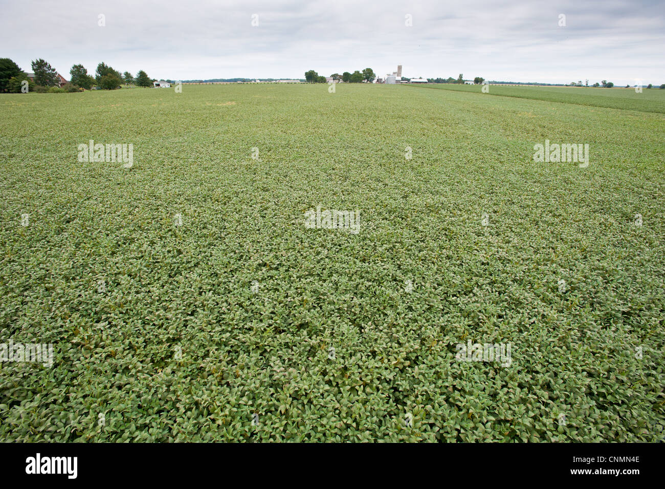 Field of soy bean plants Stock Photo - Alamy